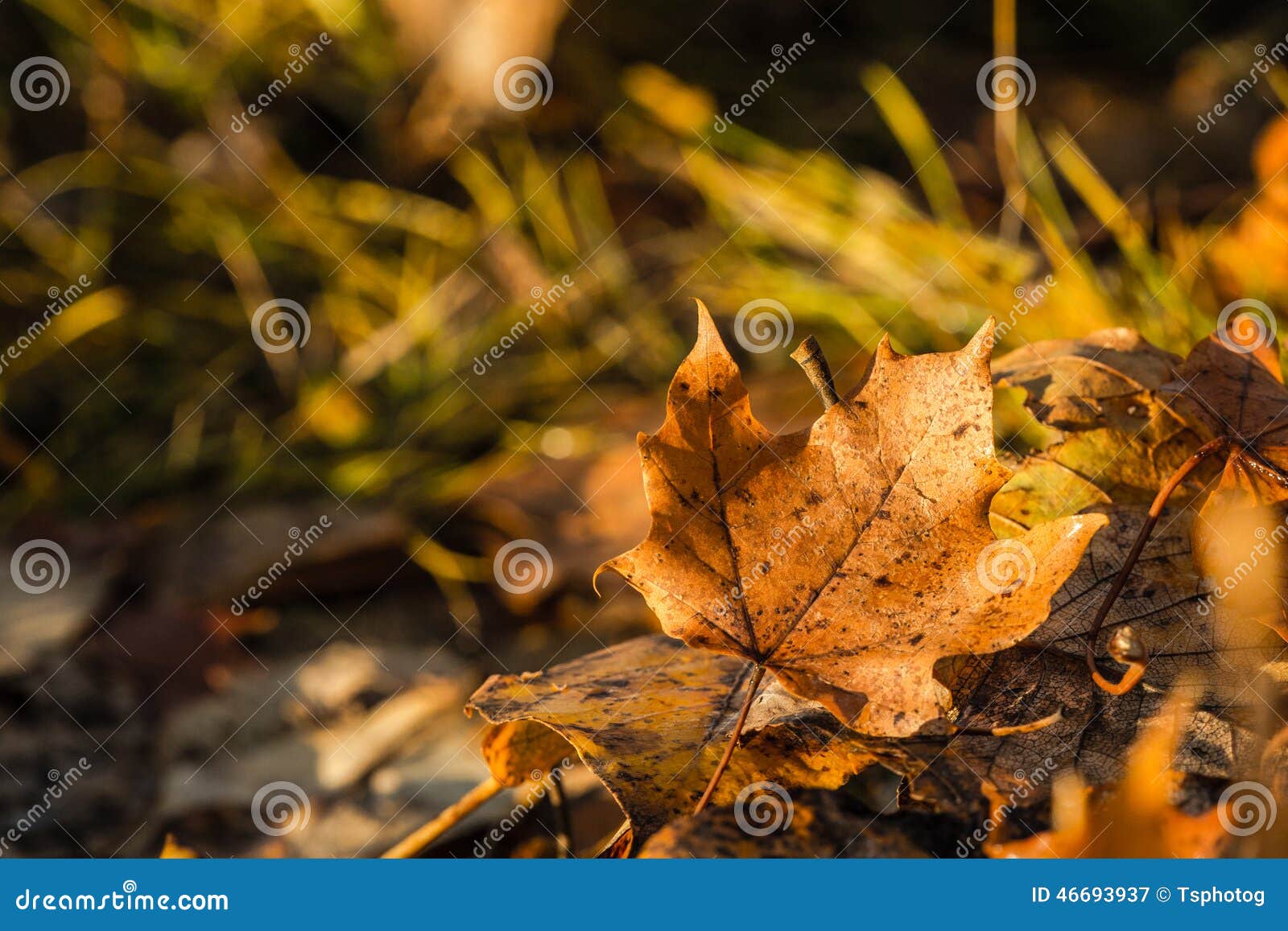 Dead maple Leaf stock image. Image of dull, leaf, autumn - 46693937