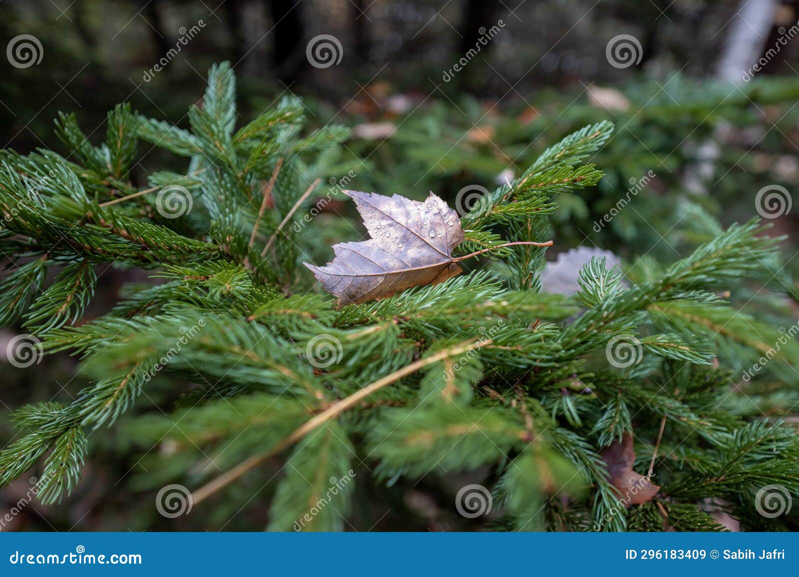 Dead Maple Leaf on a Tree stock image. Image of trunk - 296183409