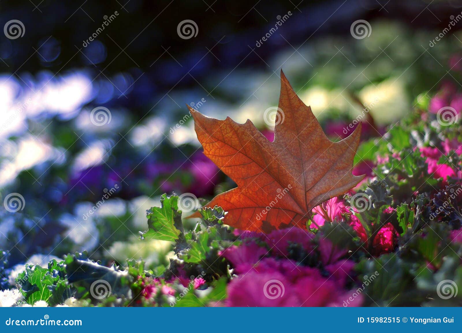 Dead maple leaves stock image. Image of maple, leaf, independent - 15982515