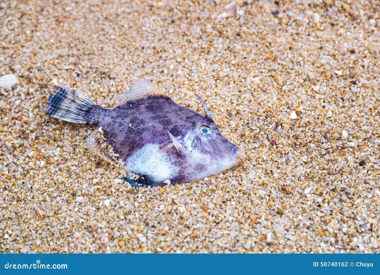Dead Marine Fish in the Sand Stock Photo - Image of sand, dying: 50740162