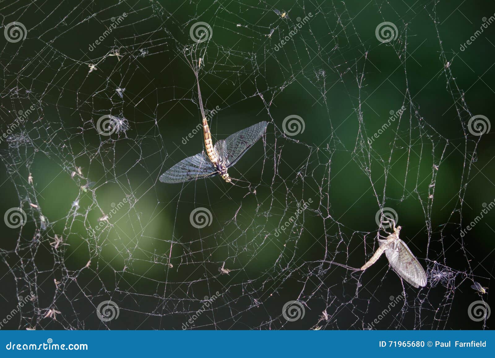 Dead Mayflies (Ephemera Vulgata) in Spiders Web Stock Photo - Image of ...