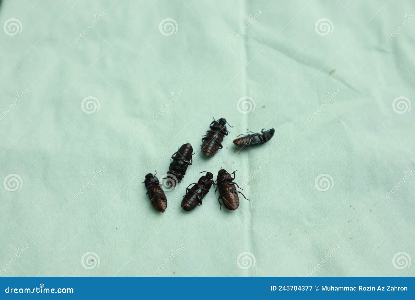 Dead Mealworm Ladybug with White Background Separating Top View Stock ...