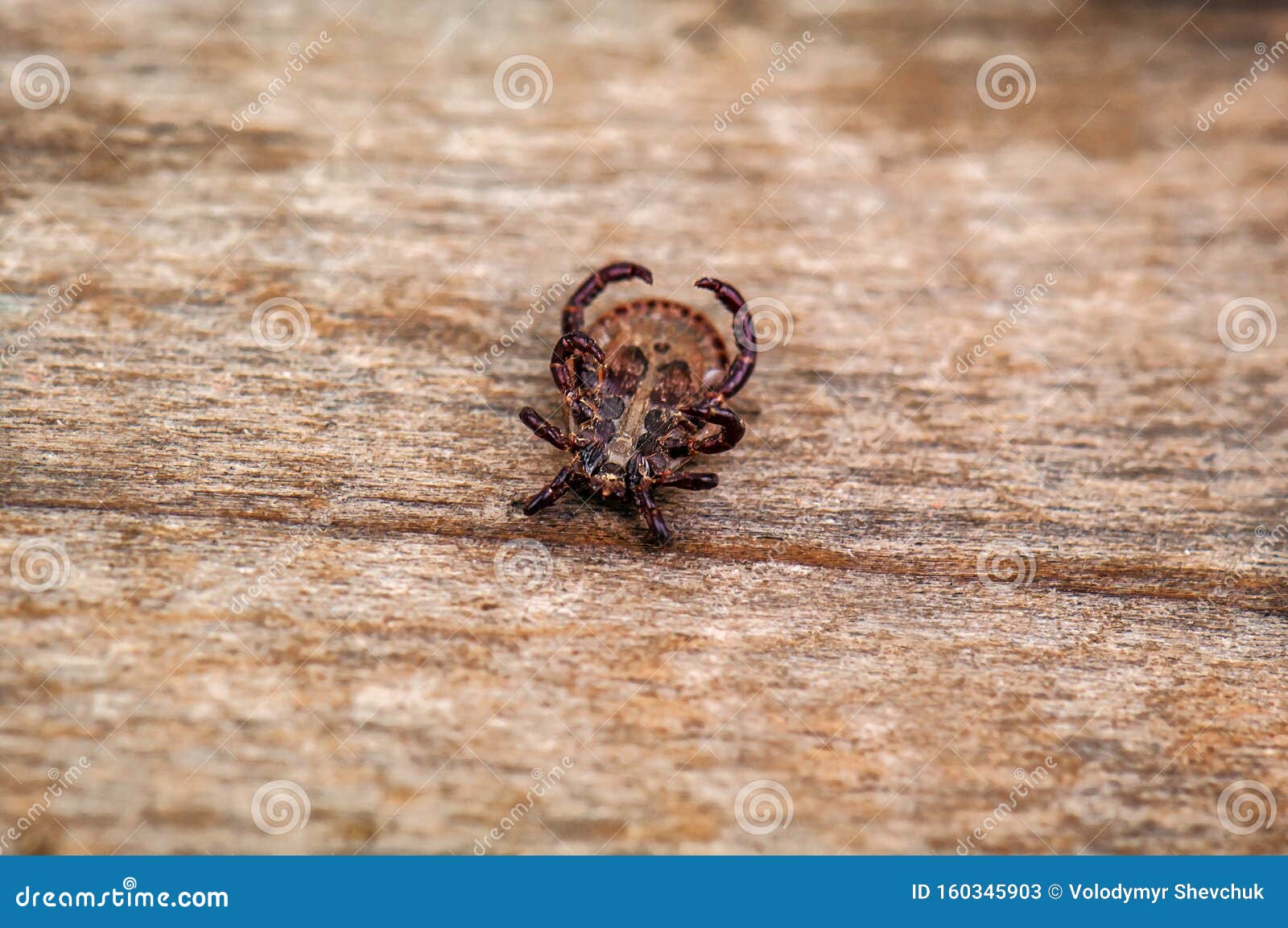 Dead mite acarus stock image. Image of ixodes, entomology - 160345903
