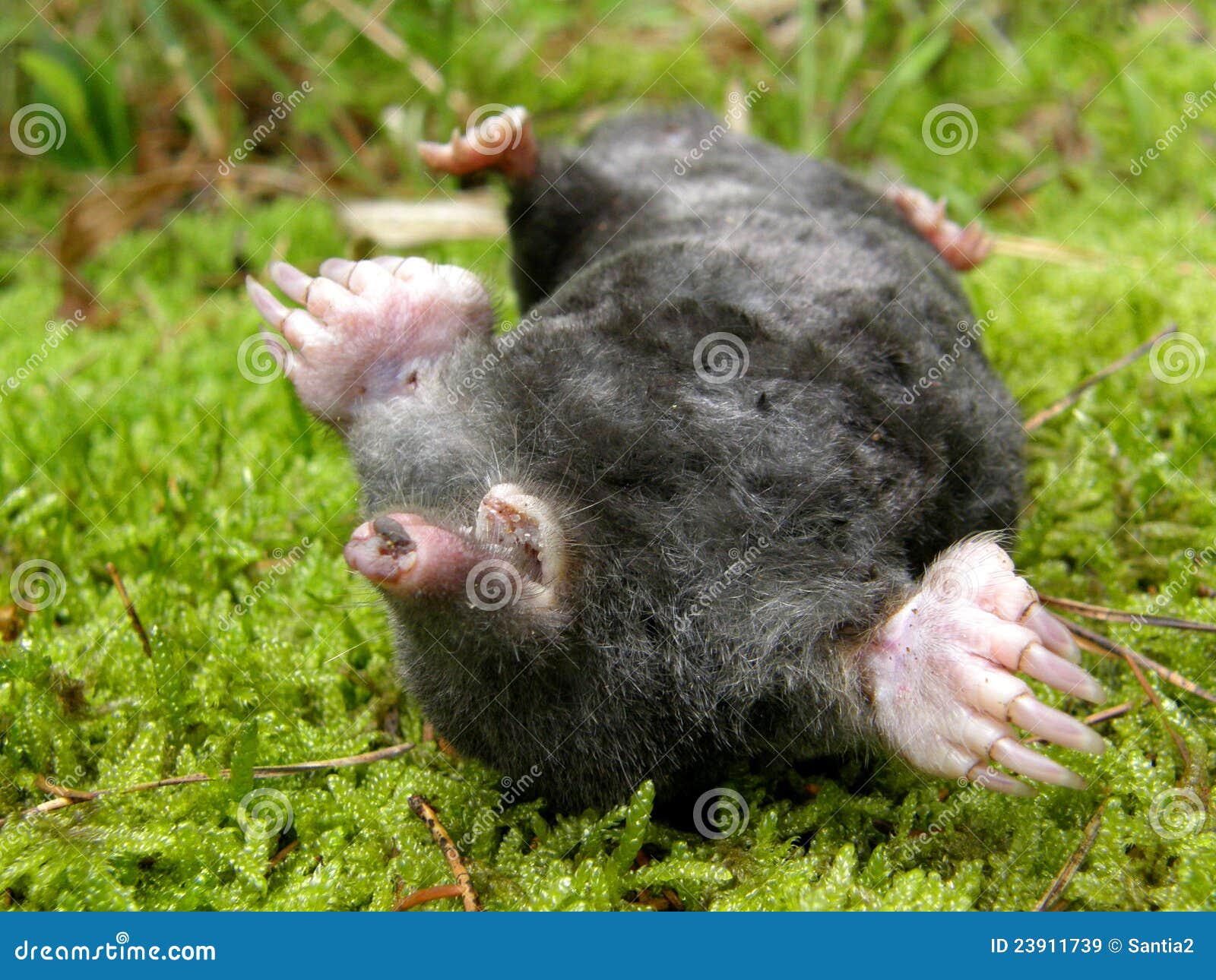 Dead mole stock image. Image of lying, royalty, moss - 23911739