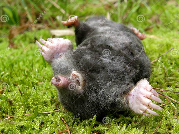 Dead mole stock image. Image of lying, royalty, moss - 23911739