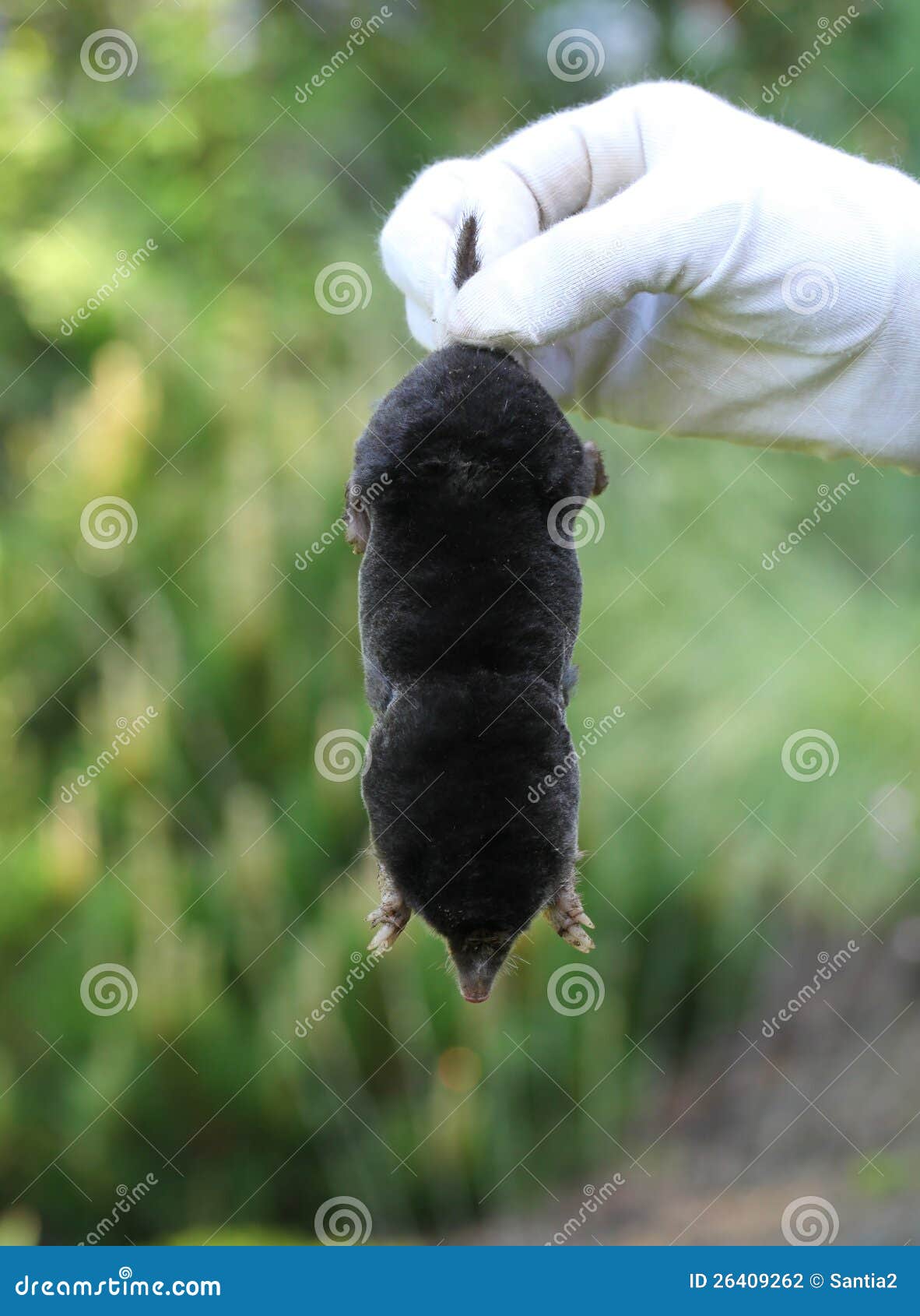 Dead mole stock photo. Image of prey, vertical, agriculture - 26409262