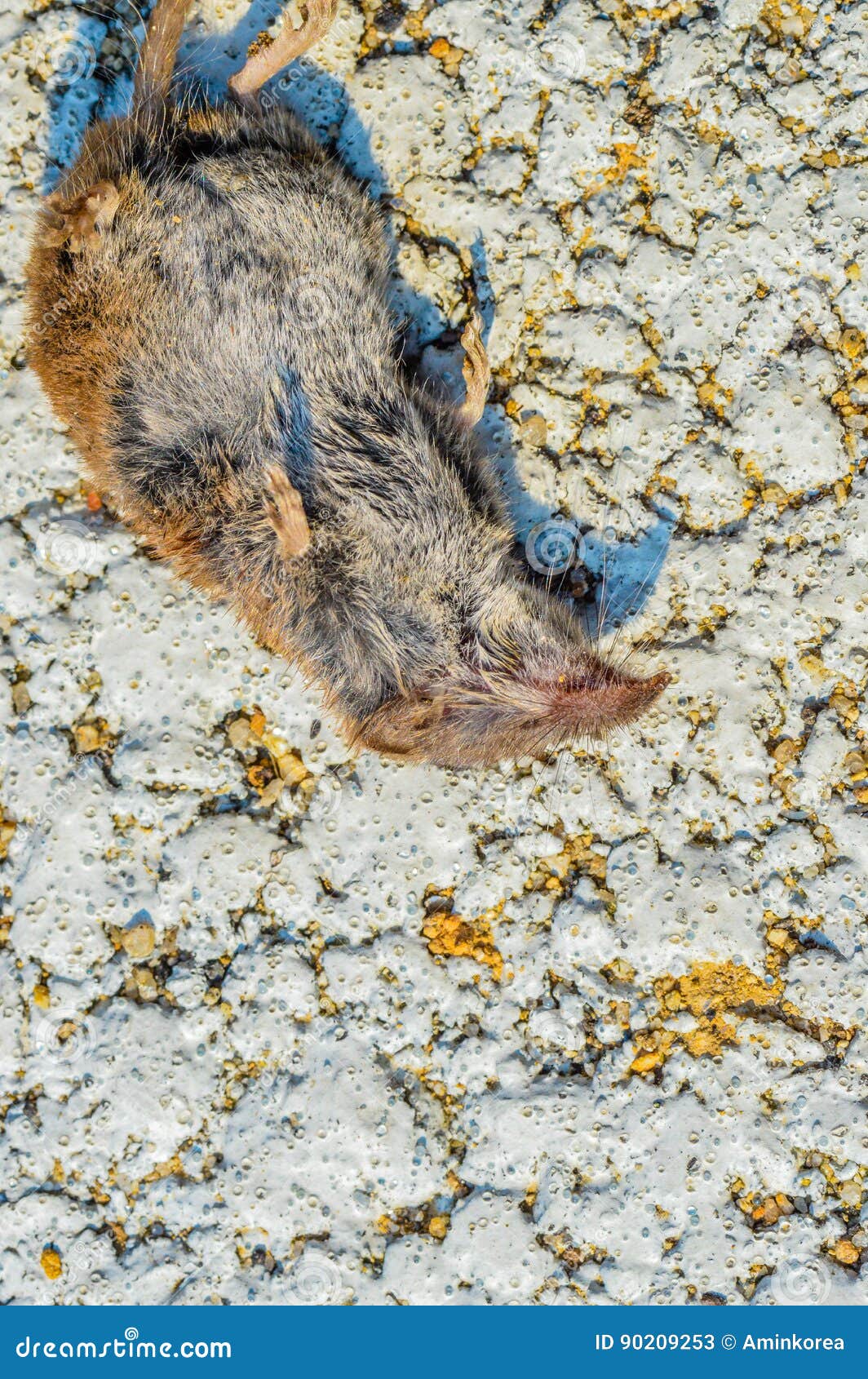 Dead mole stock image. Image of hairy, beautiful, pest - 90209253