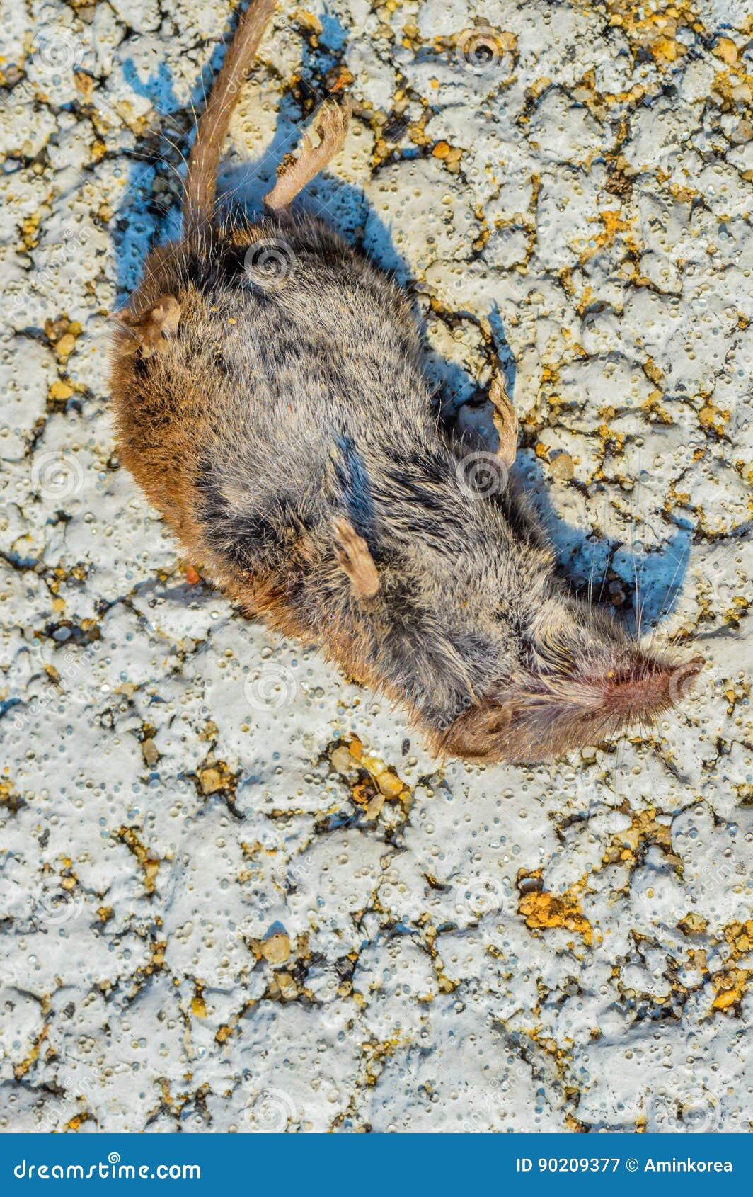 Dead mole stock image. Image of soft, creature, kill - 90209377