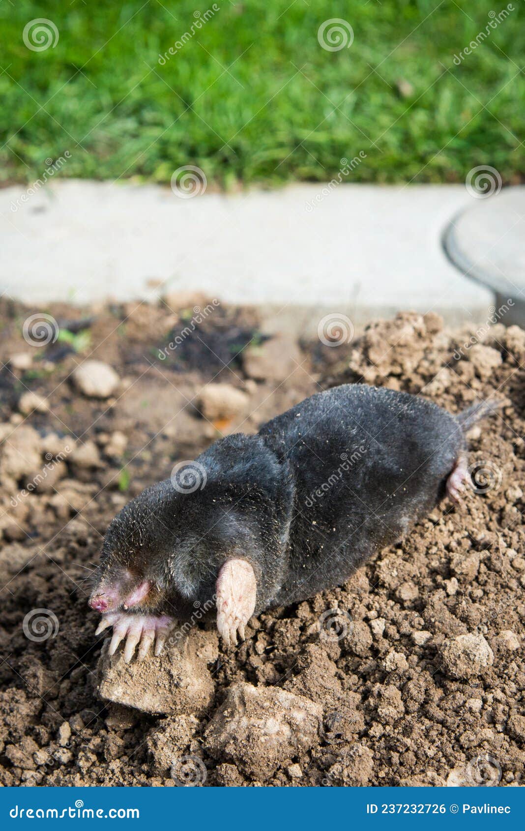 Dead mole caught by a trap stock photo. Image of mole - 237232726