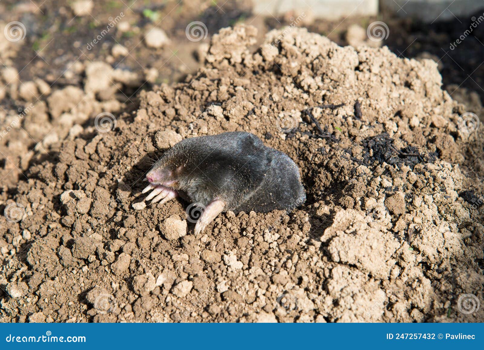 Dead mole caught by a trap stock photo. Image of animal - 247257432