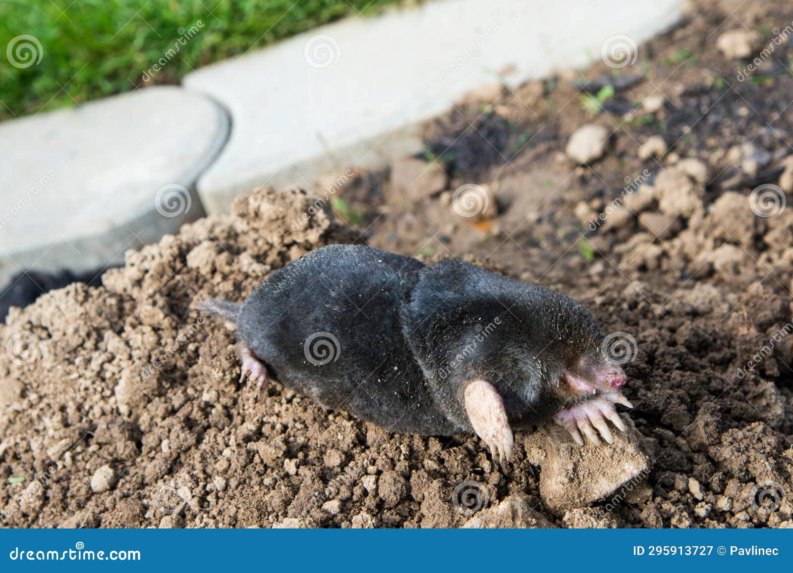 Dead mole caught by a trap stock image. Image of hole - 295913727