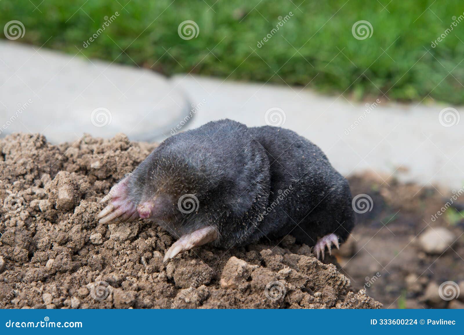 Dead mole caught by a trap stock photo. Image of closeup - 333600224