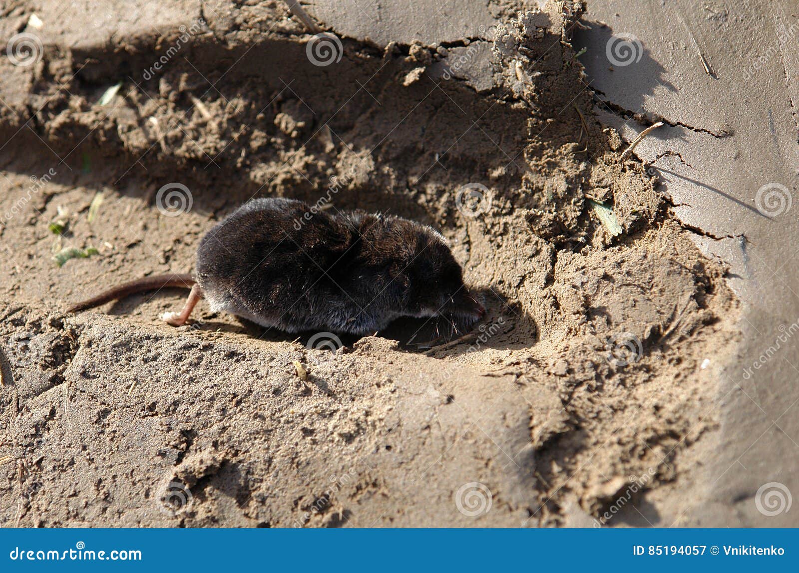 Dead mole is drowned stock image. Image of wild, heavy - 85194057