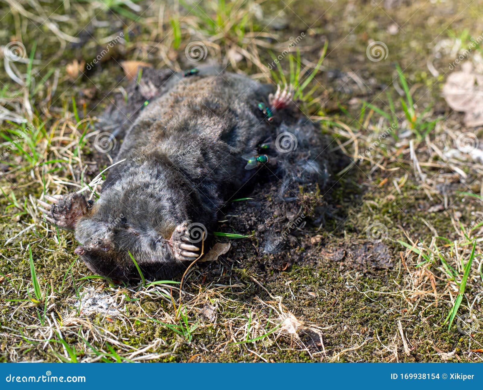 Dead Mole on the Field during the Day Stock Photo - Image of small ...