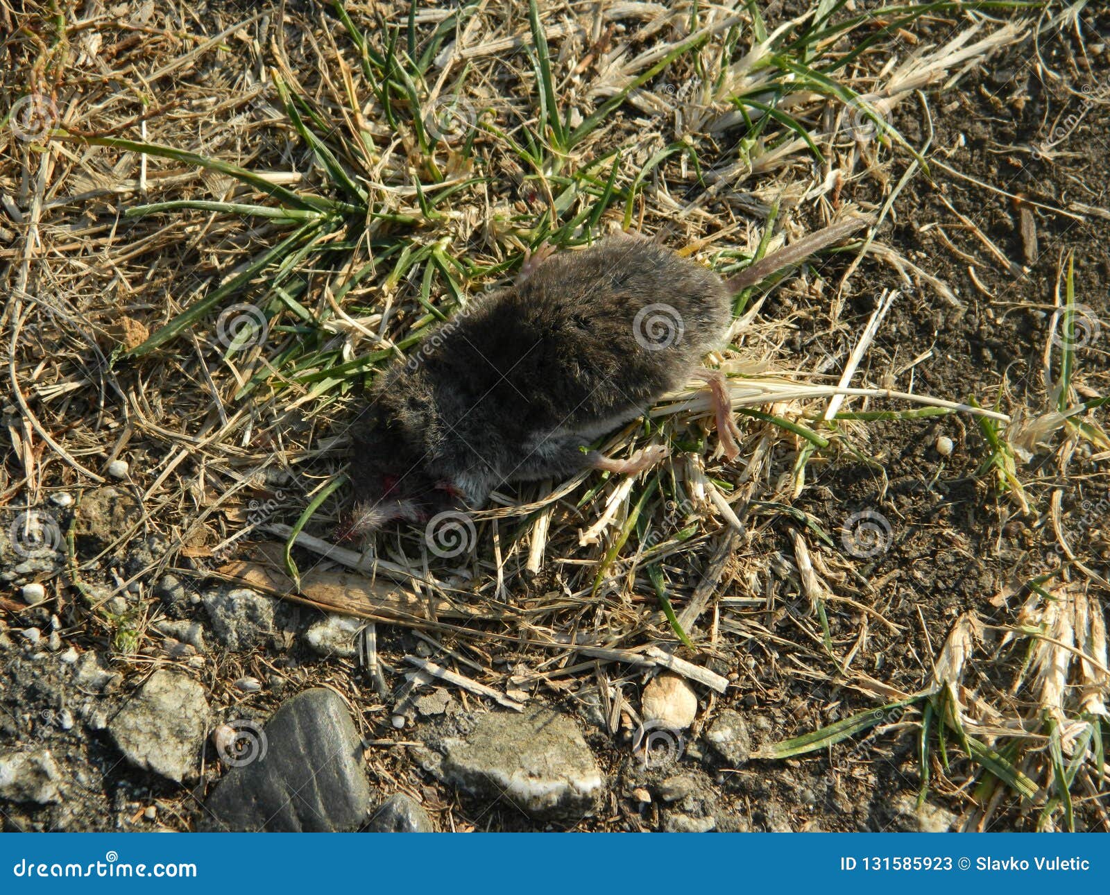 Dead Mole on Ground Close Up Stock Image - Image of rocks, close: 131585923
