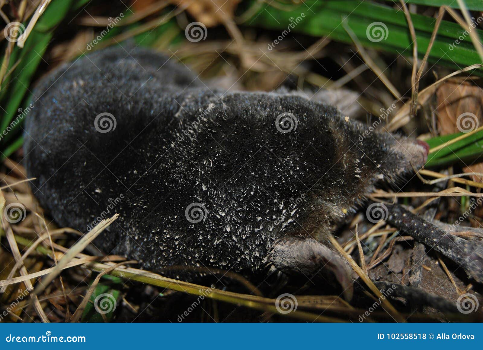 Dead Mole Lying on the Grass Stock Photo - Image of ground, pest: 102558518