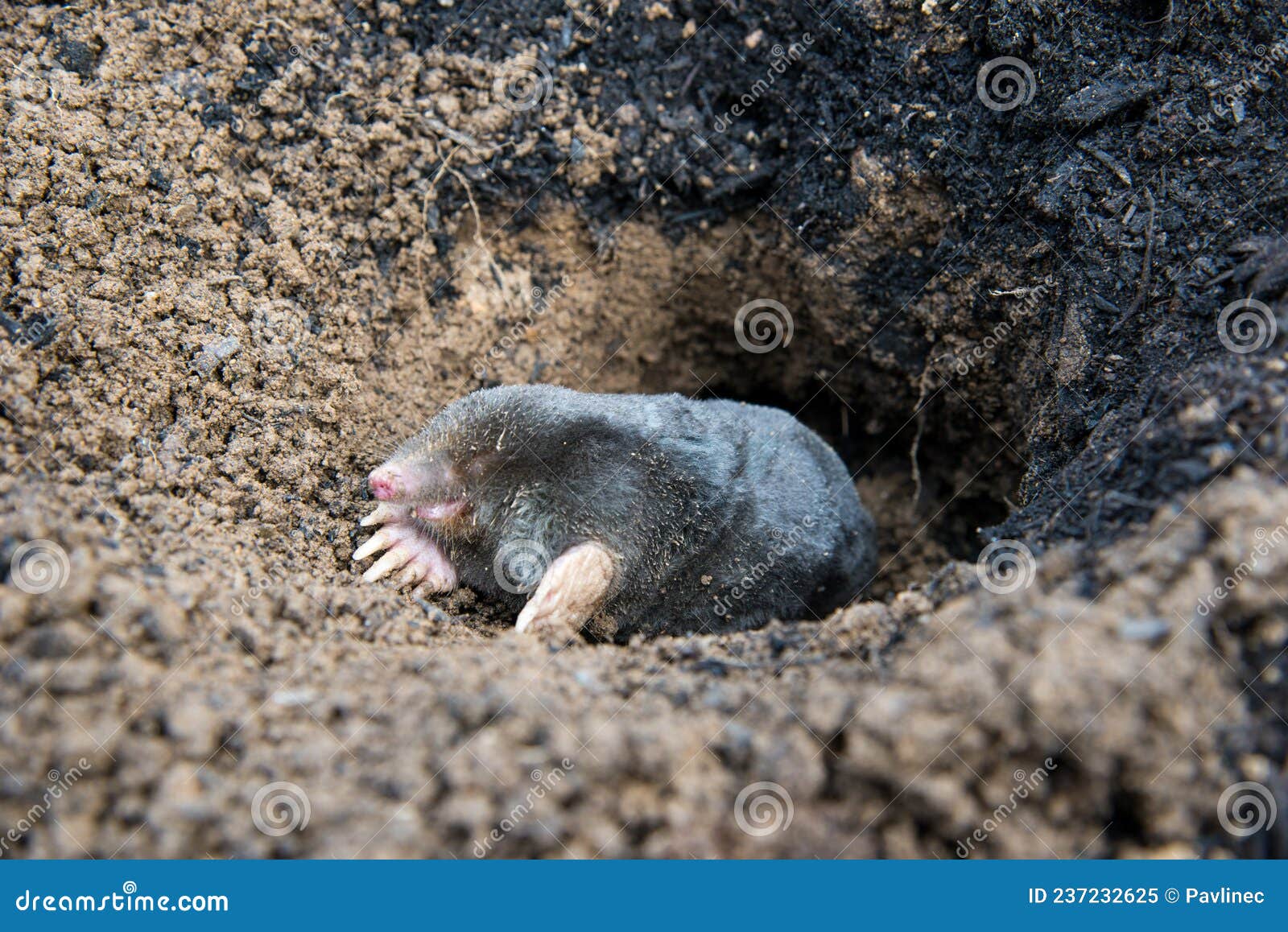 Dead Mole Lying on Th Top of the Mole Hill Stock Image - Image of ...