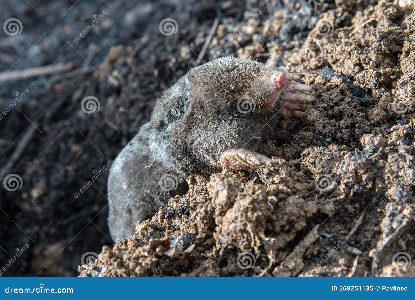 Dead Mole Lying on Th Top of the Mole Hill Stock Image - Image of ...