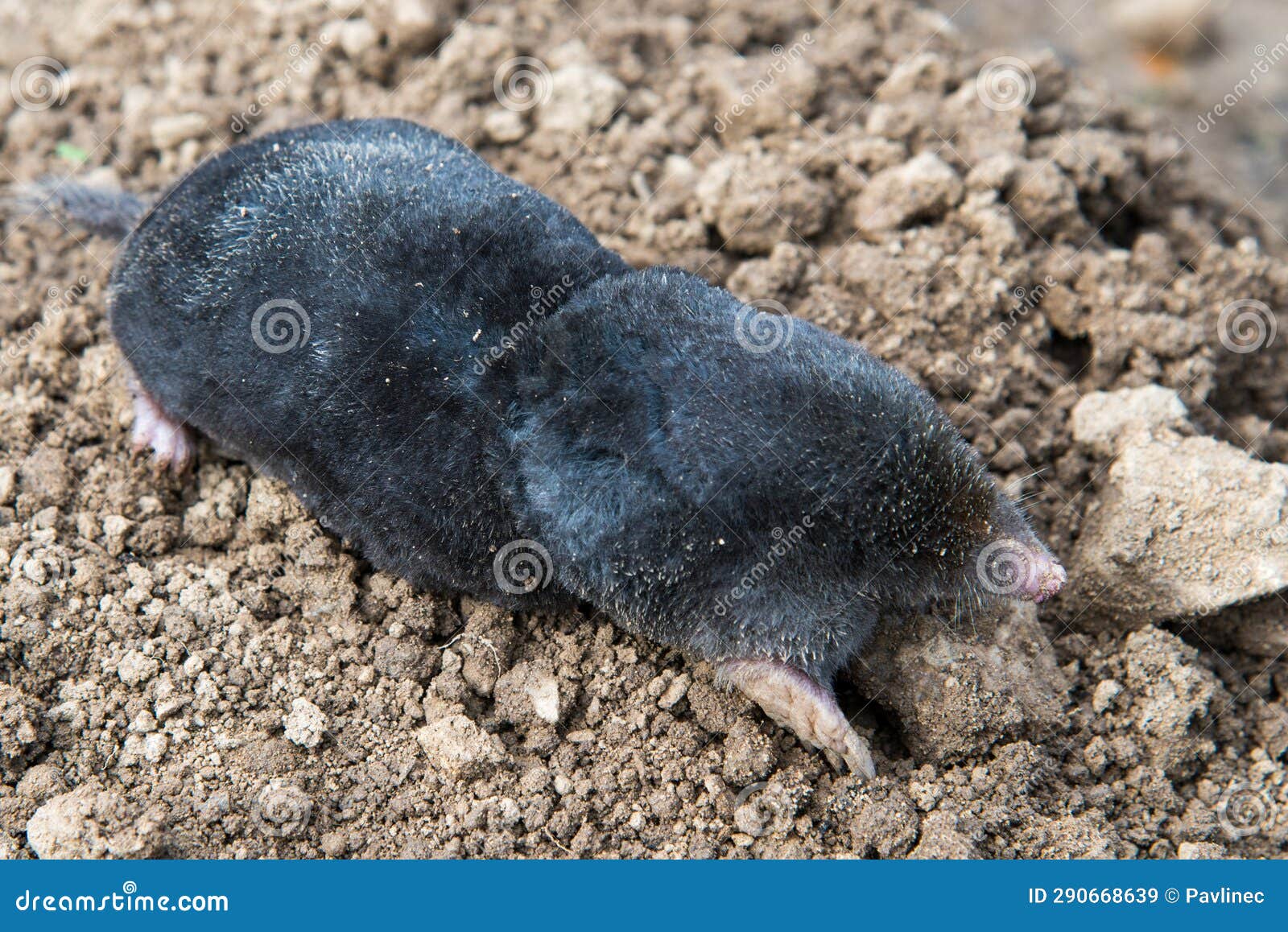 Dead Mole Lying on Th Top of the Mole Hill Stock Image - Image of death ...