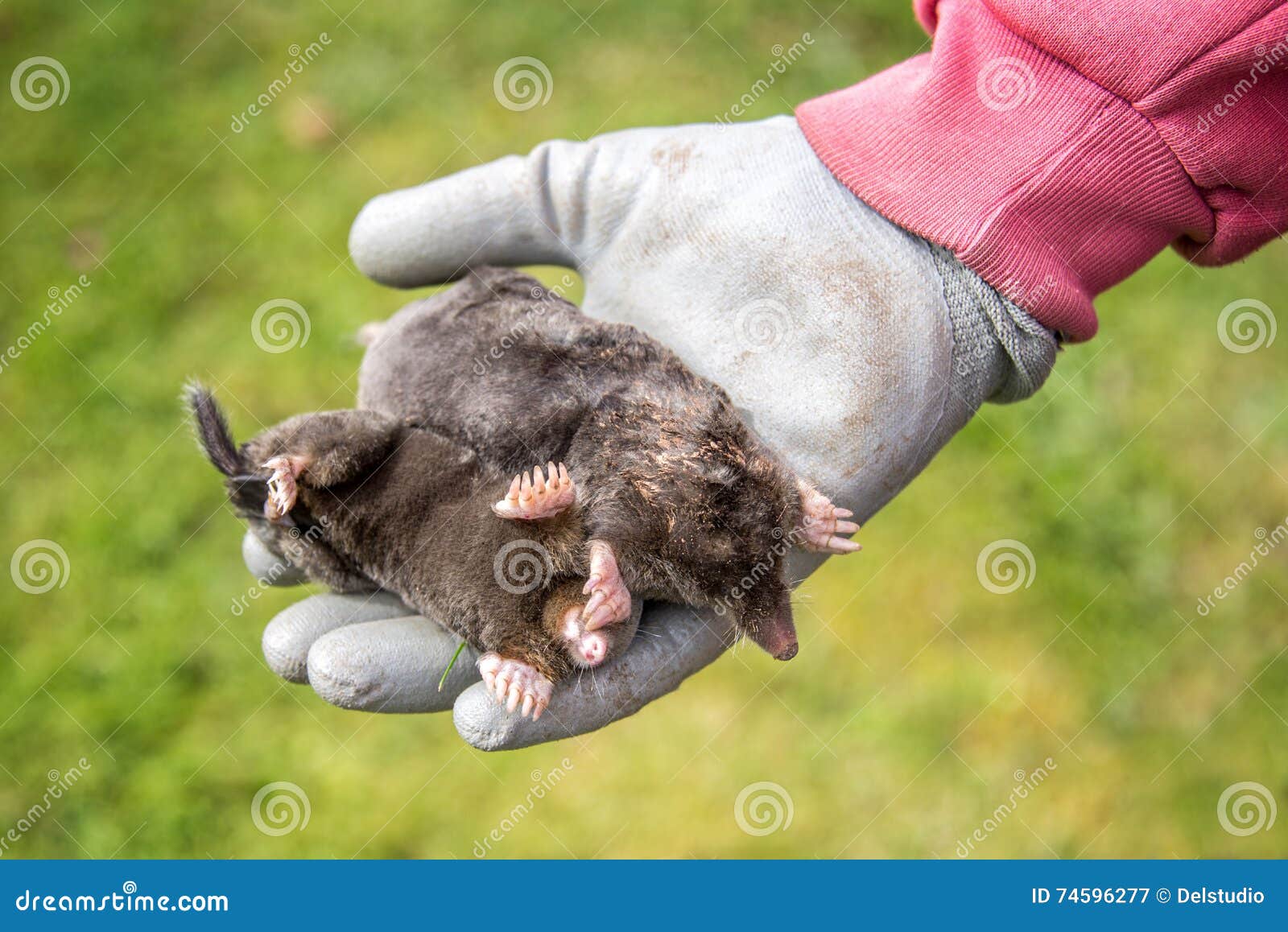 Dead Moles in a Gloved Hand Stock Image - Image of hand, lawn: 74596277