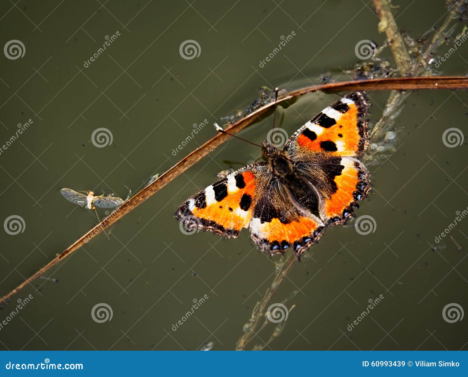 Dead Monarch Butterfly stock image. Image of beautiful - 60993439