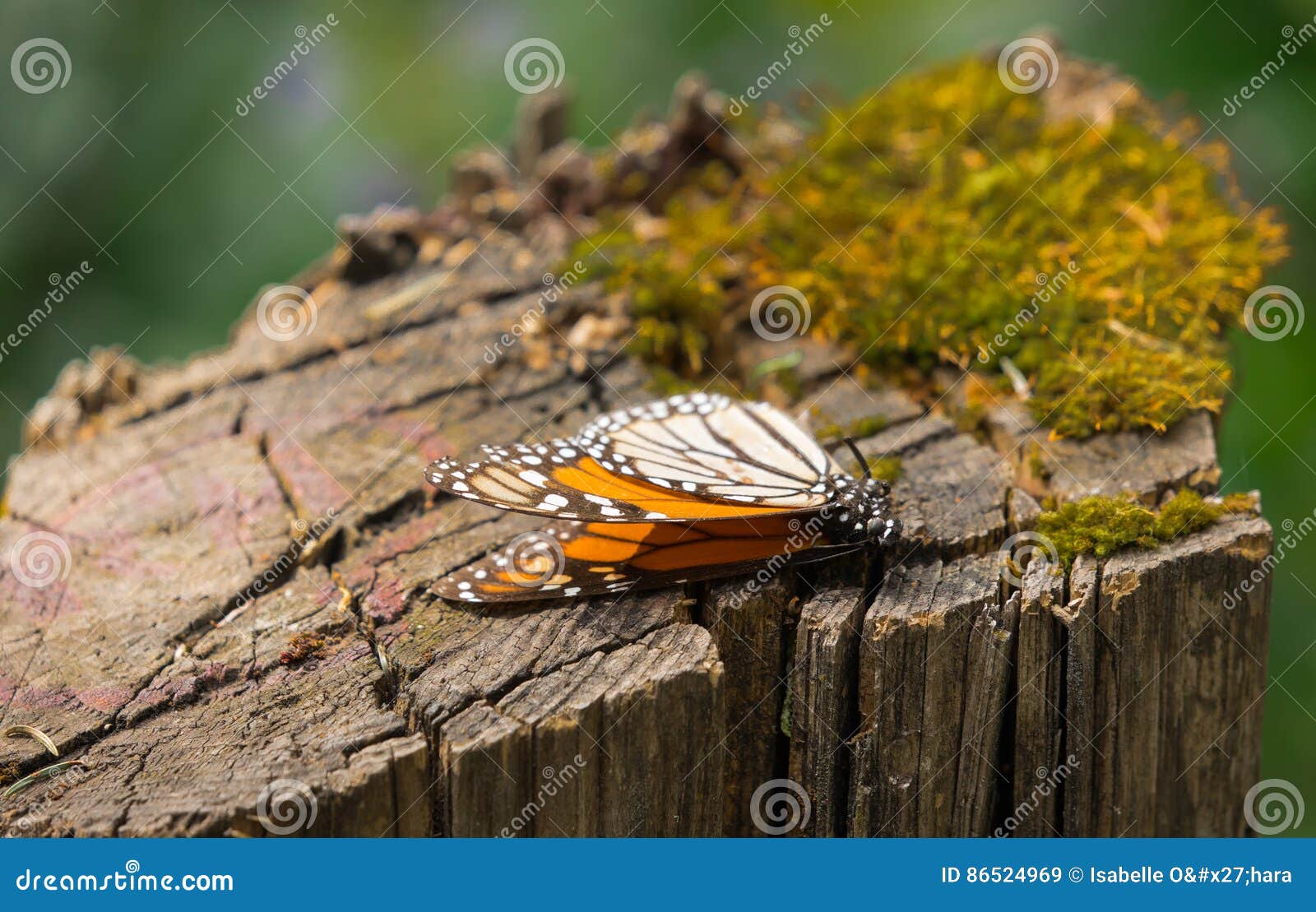 Dead Monarch Butterfly on Tree Stump Stock Image - Image of butterfly ...