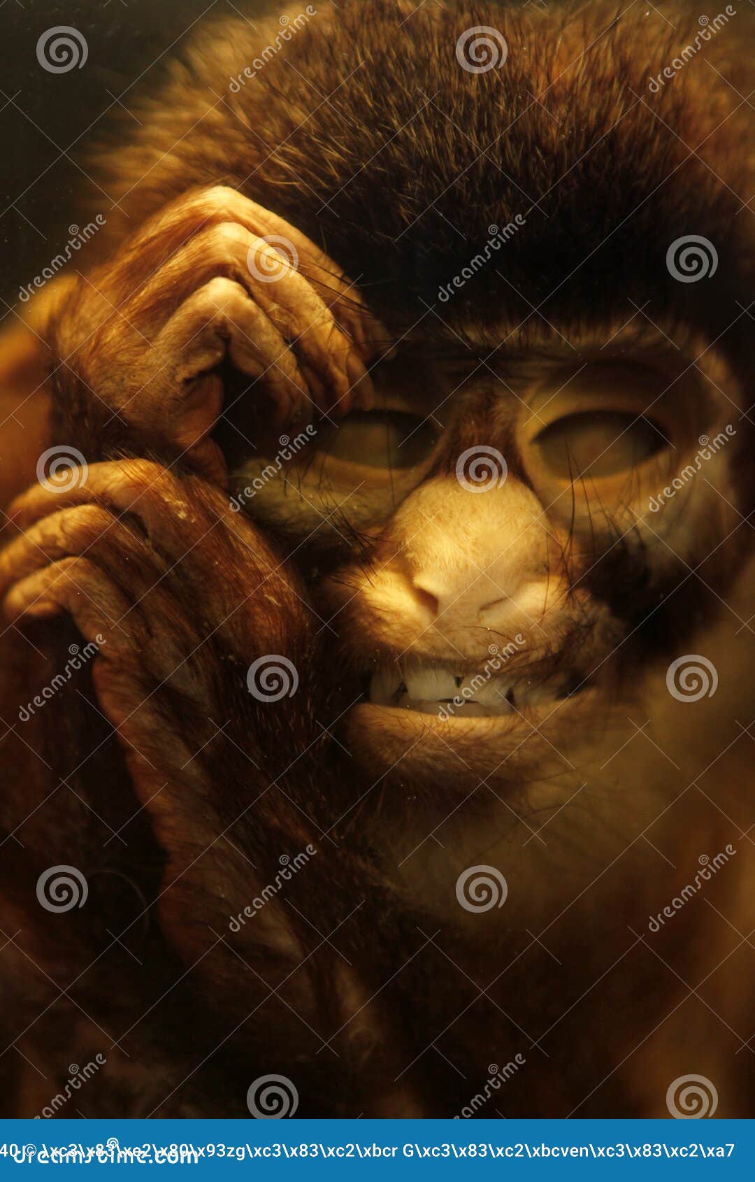Dead Monkey in Formaldehyde Jar Stock Photo - Image of primat ...
