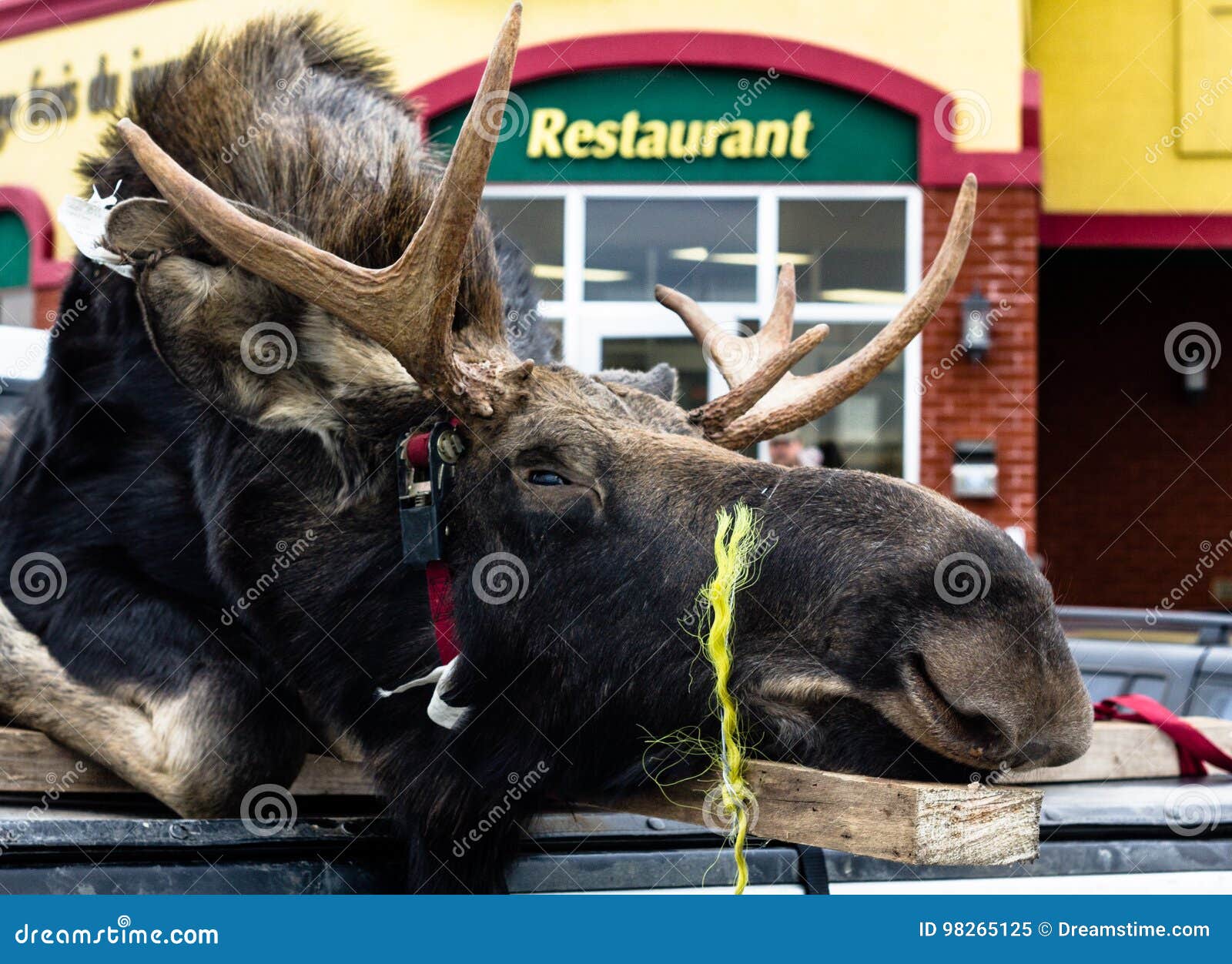 Dead Moose in Front of a Restaurant Stock Image - Image of season, shot ...