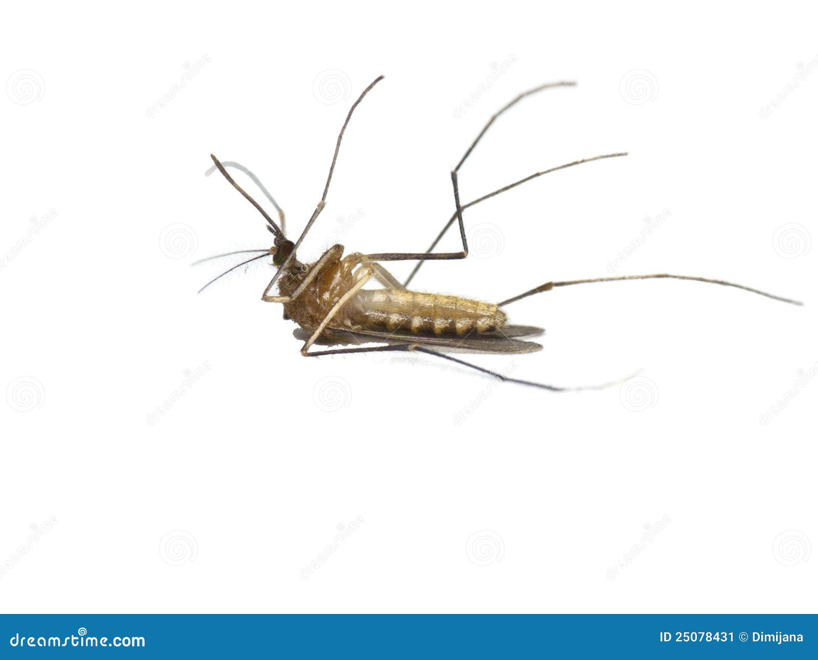 Dead mosquito stock image. Image of midge, haustellum - 25078431