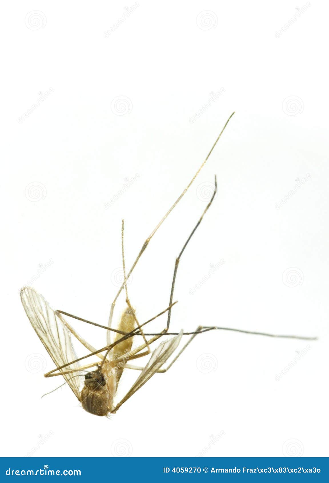 Dead mosquito stock photo. Image of plague, mosquito, disease - 4059270