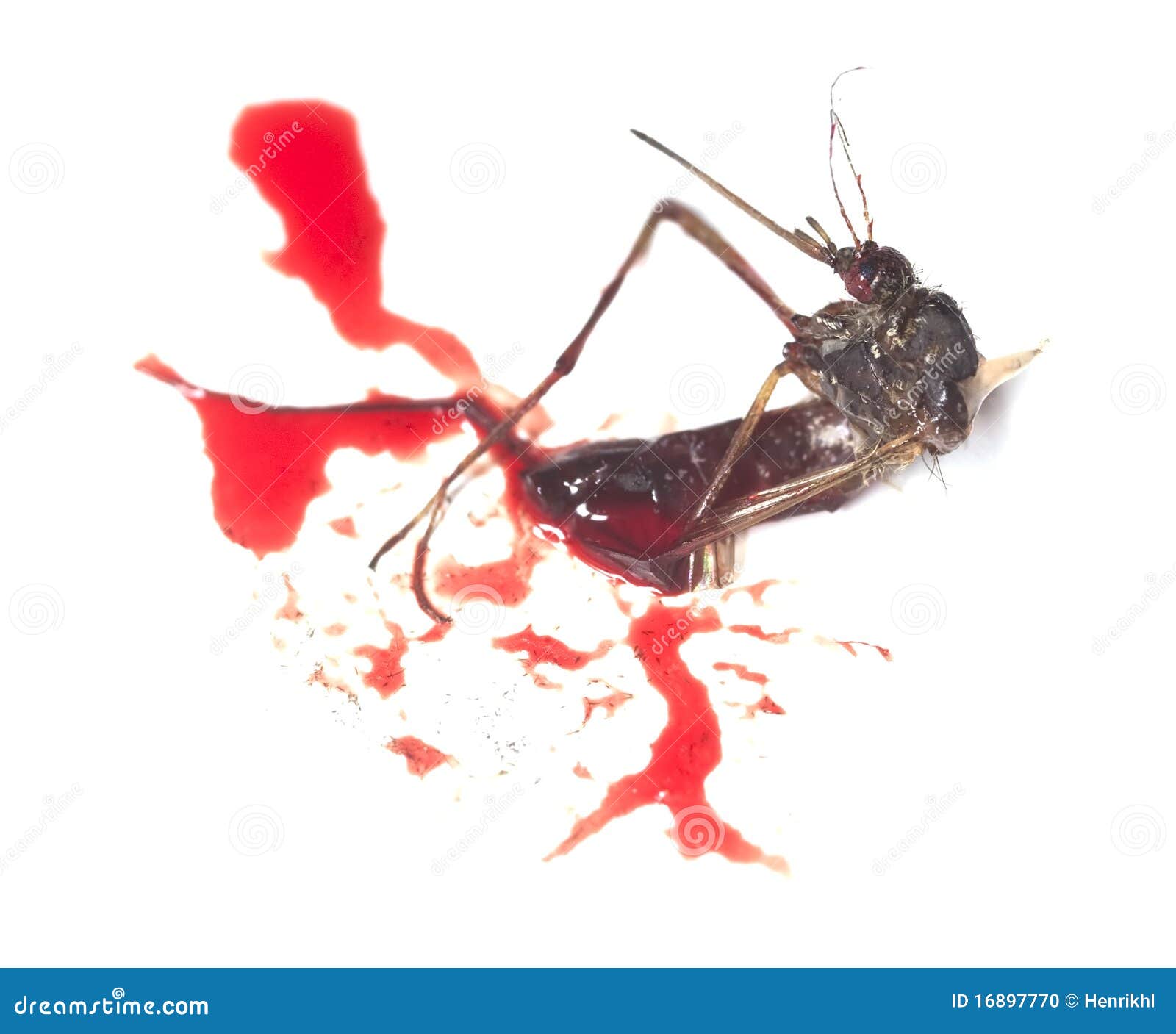 Dead Mosquito Filled with Human Blood. Stock Photo - Image of ...