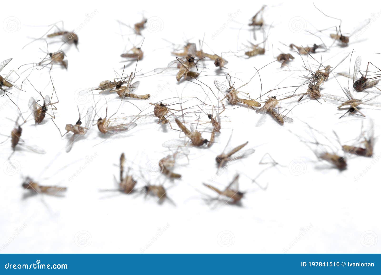 Dead Mosquito Isolated on White Stock Photo - Image of mosqui, isolated ...