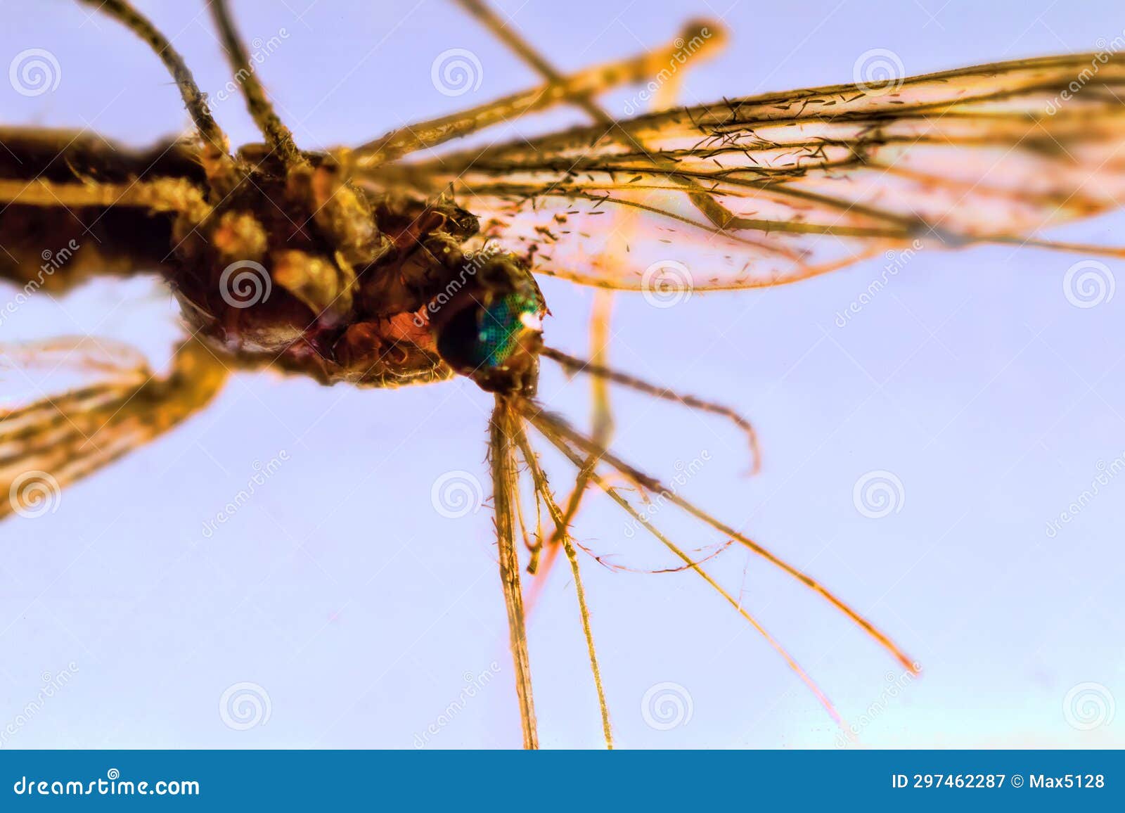 A dead mosquito macro stock image. Image of mosquito - 297462287