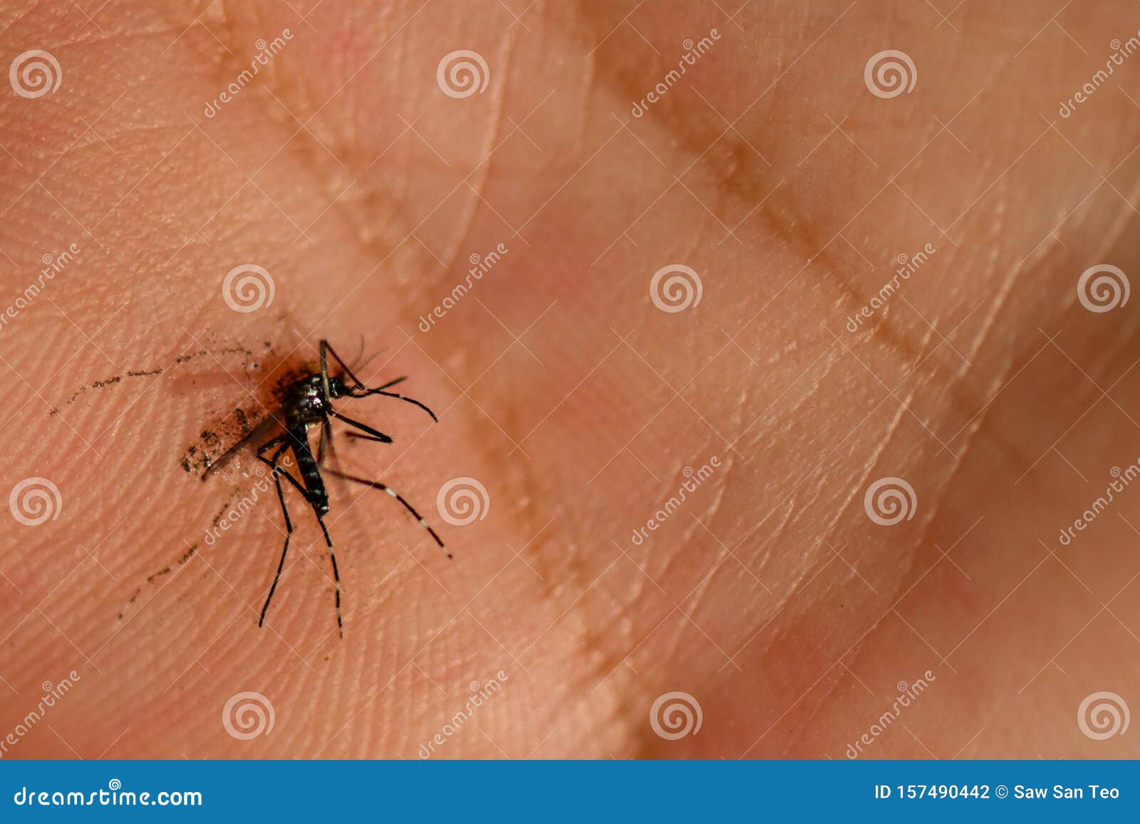 Snap on a Mosquito stock photo. Image of kill, bite - 157490442