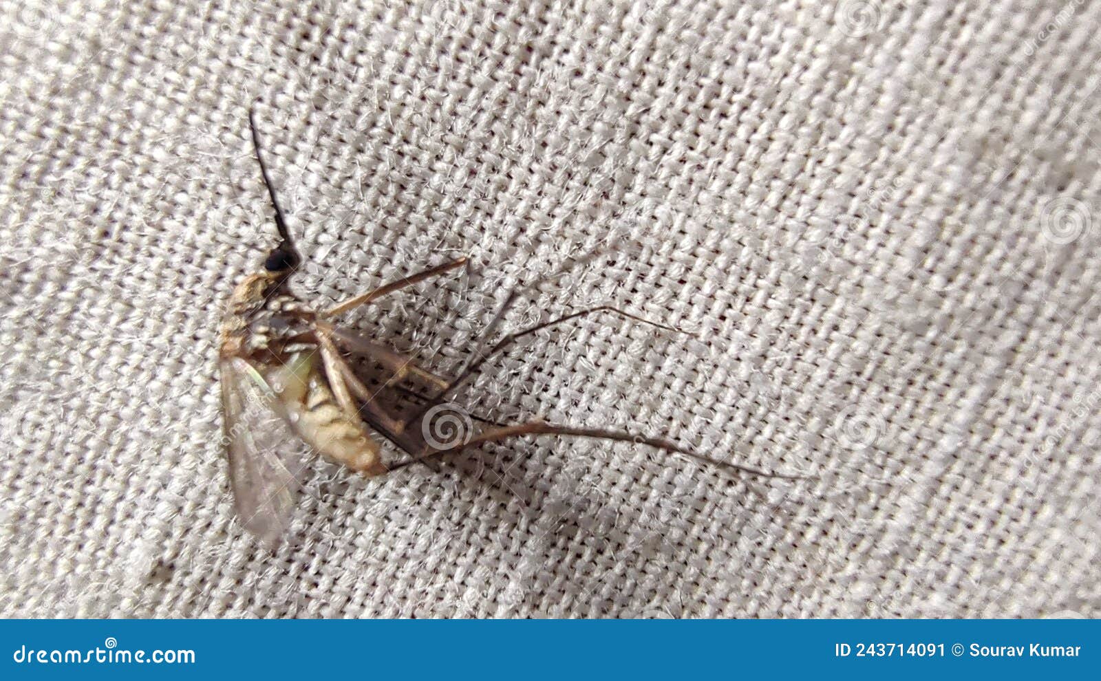 Dead Mosquito with Straw and Legs Stock Image - Image of mosquito, legs ...