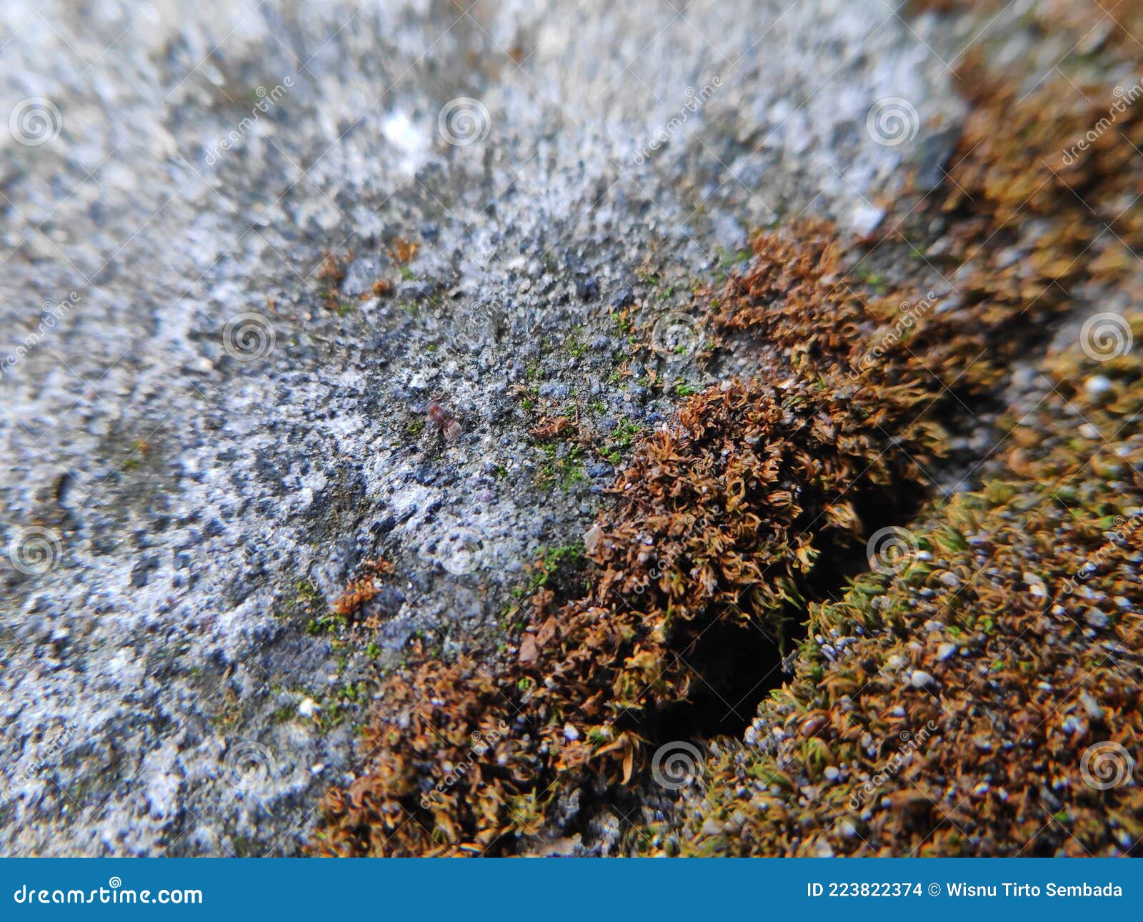 Dead moss mosses brown ant stock photo. Image of yellow - 223822374