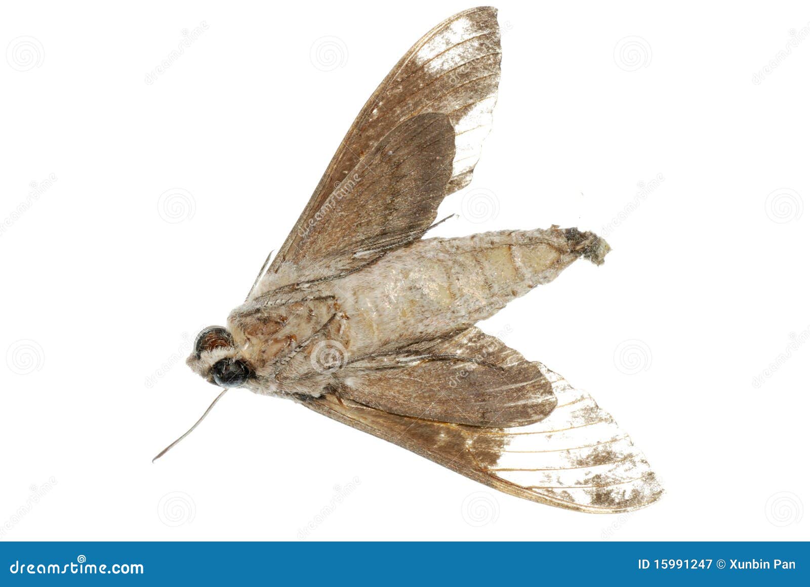 Dead moth stock image. Image of nature, damaged, moth - 15991247