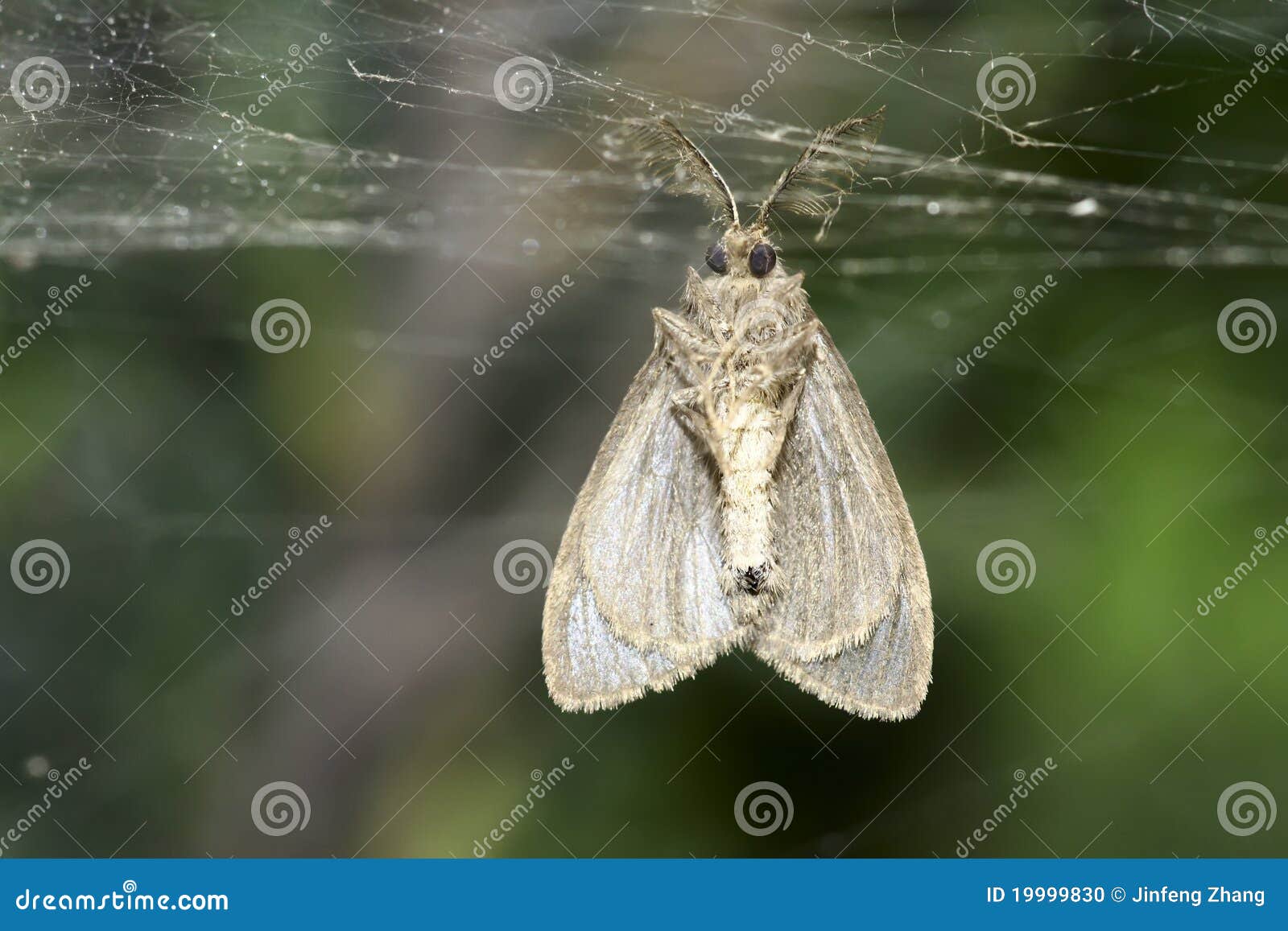 Dead moth stock photo. Image of scalewing, insects, victim - 19999830