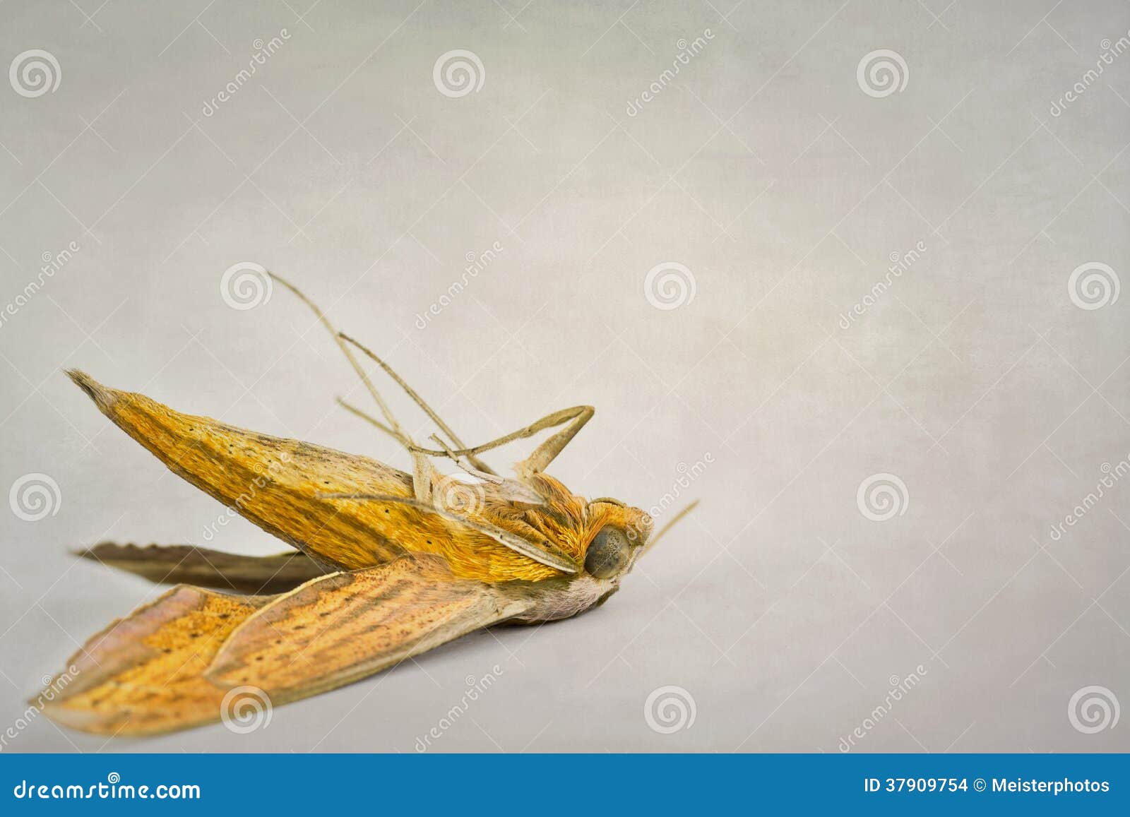 Dead moth with copy space stock photo. Image of furry - 37909754