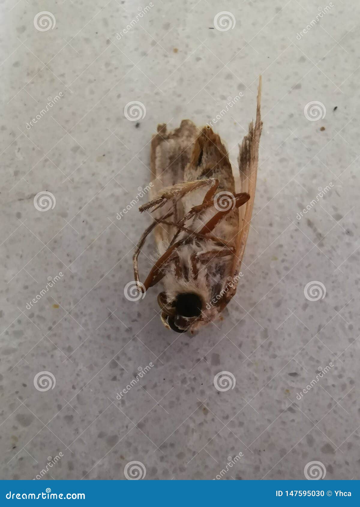 Dead moth insect stock photo. Image of insect, motionless - 147595030