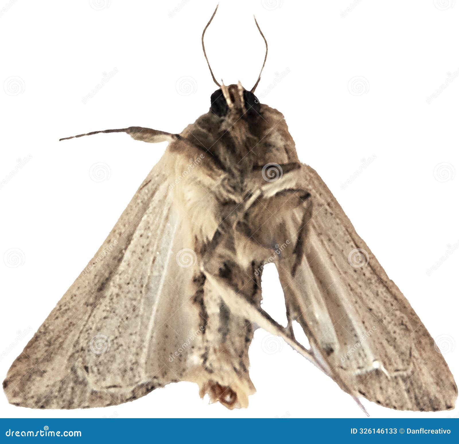 Dead Moth Top View Isolated Photo Stock Image - Image of lepidoptera ...