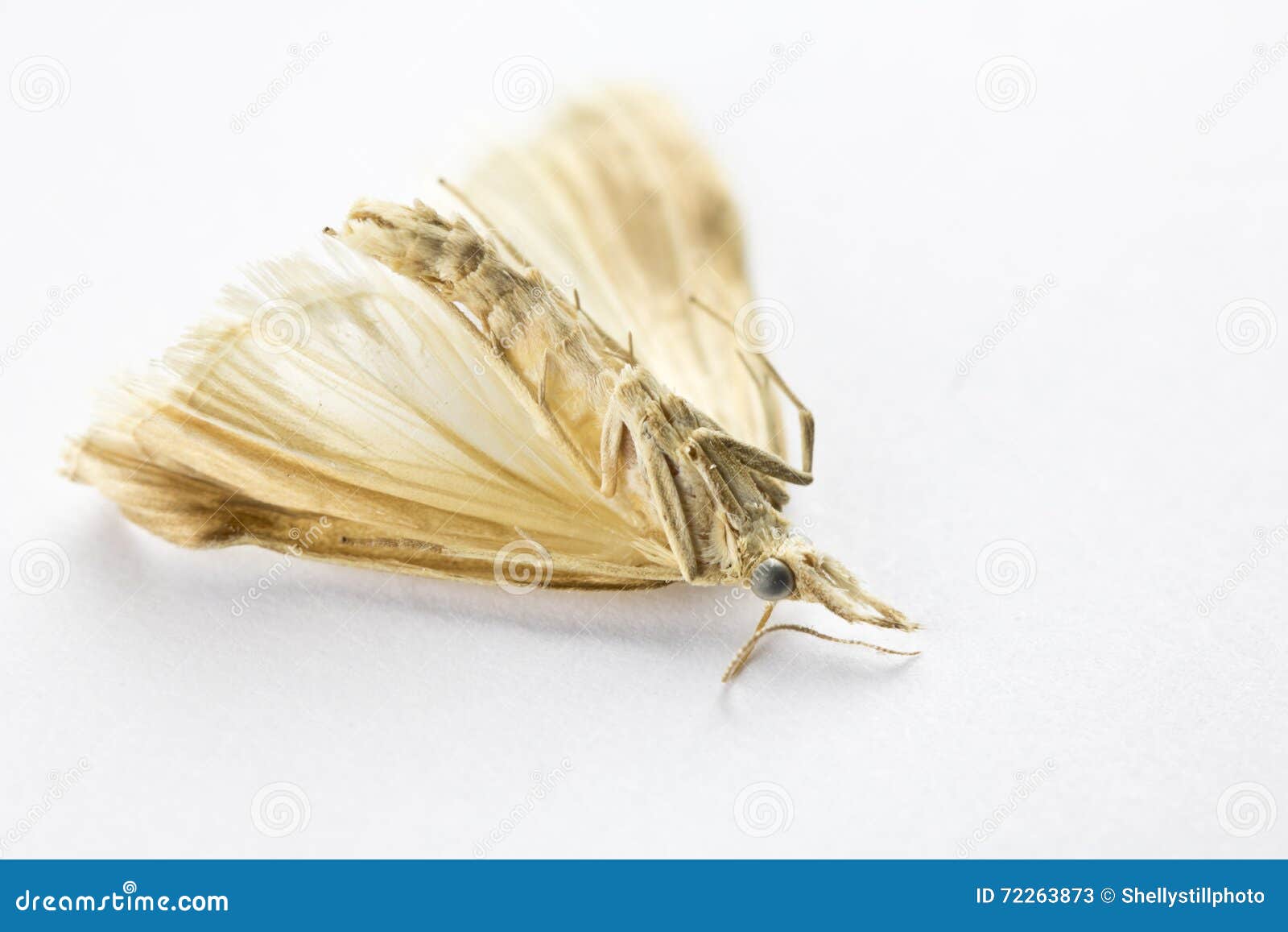 Dead Moth on White Background Stock Image - Image of dead, dirty: 72263873