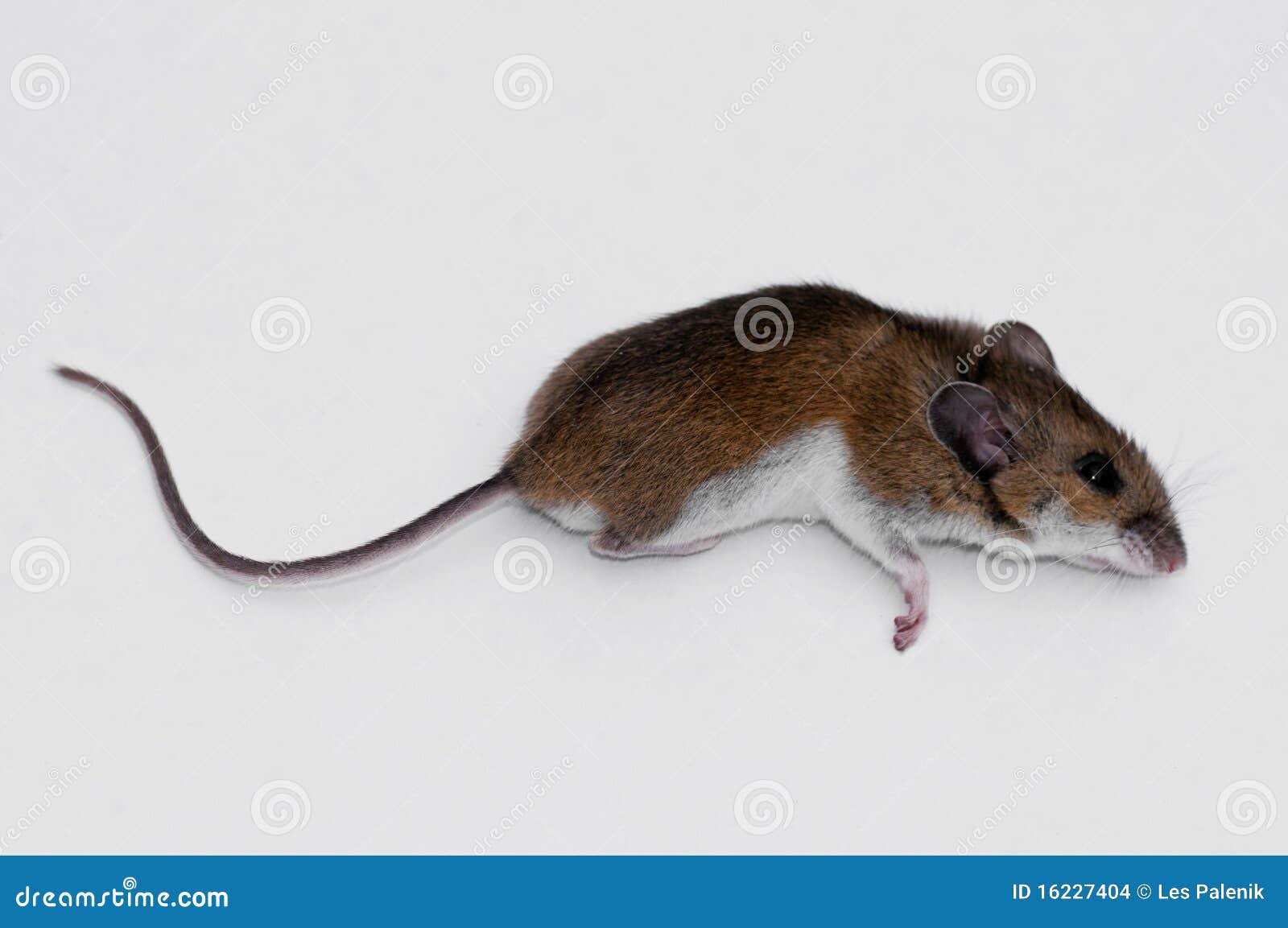 Dead mouse stock photo. Image of nature, white, rodent - 16227404