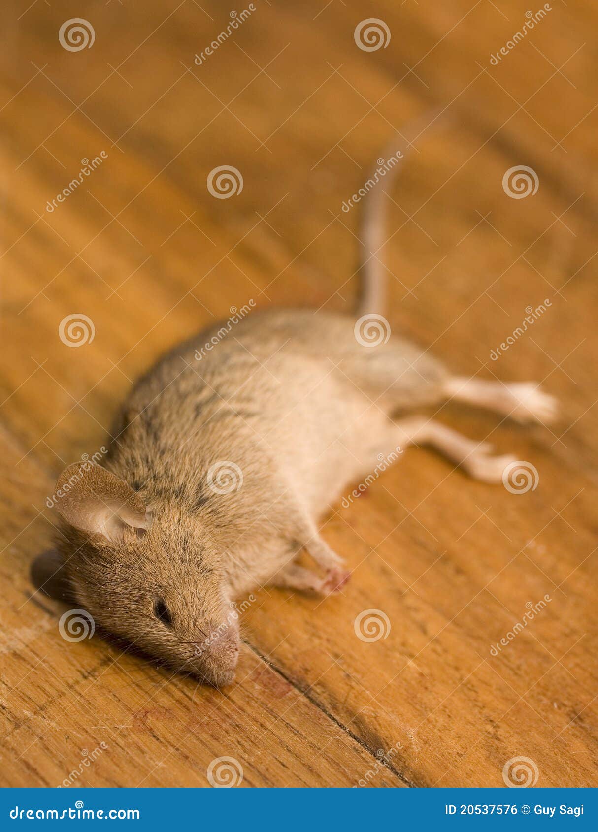 Dead mouse stock photo. Image of yellow, pest, mammal - 20537576