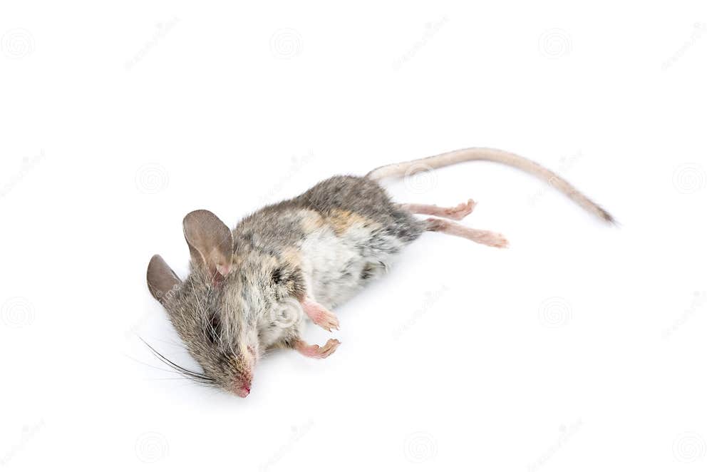 Dead Mouse stock image. Image of death, tail, cute, white - 6255561