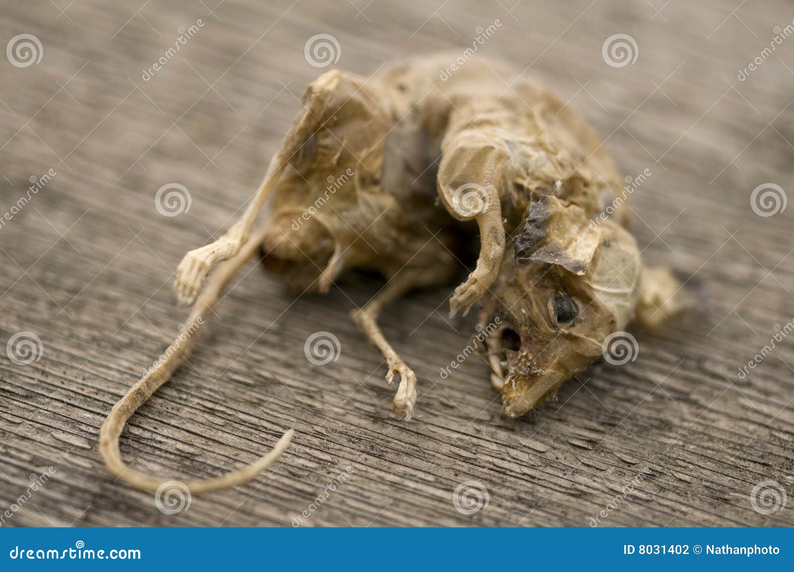 Dead mouse stock photo. Image of contracted, grim, extinguished - 8031402
