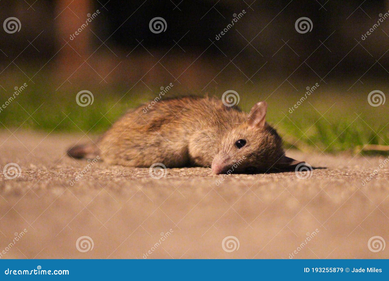 Dead Mouse in the Back Yard of a House Stock Image - Image of animal ...