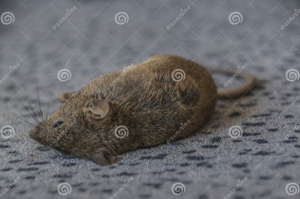 Dead Mouse on a Carpet stock image. Image of death, indoors - 121720377