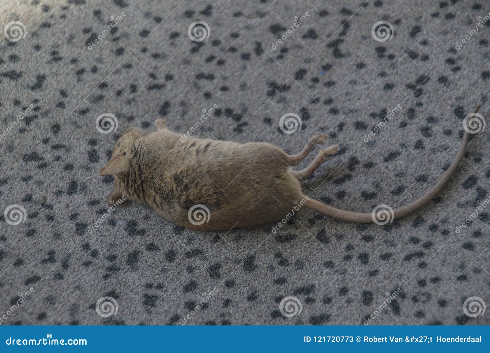 Dead Mouse on a Carpet stock image. Image of isolated - 121720773