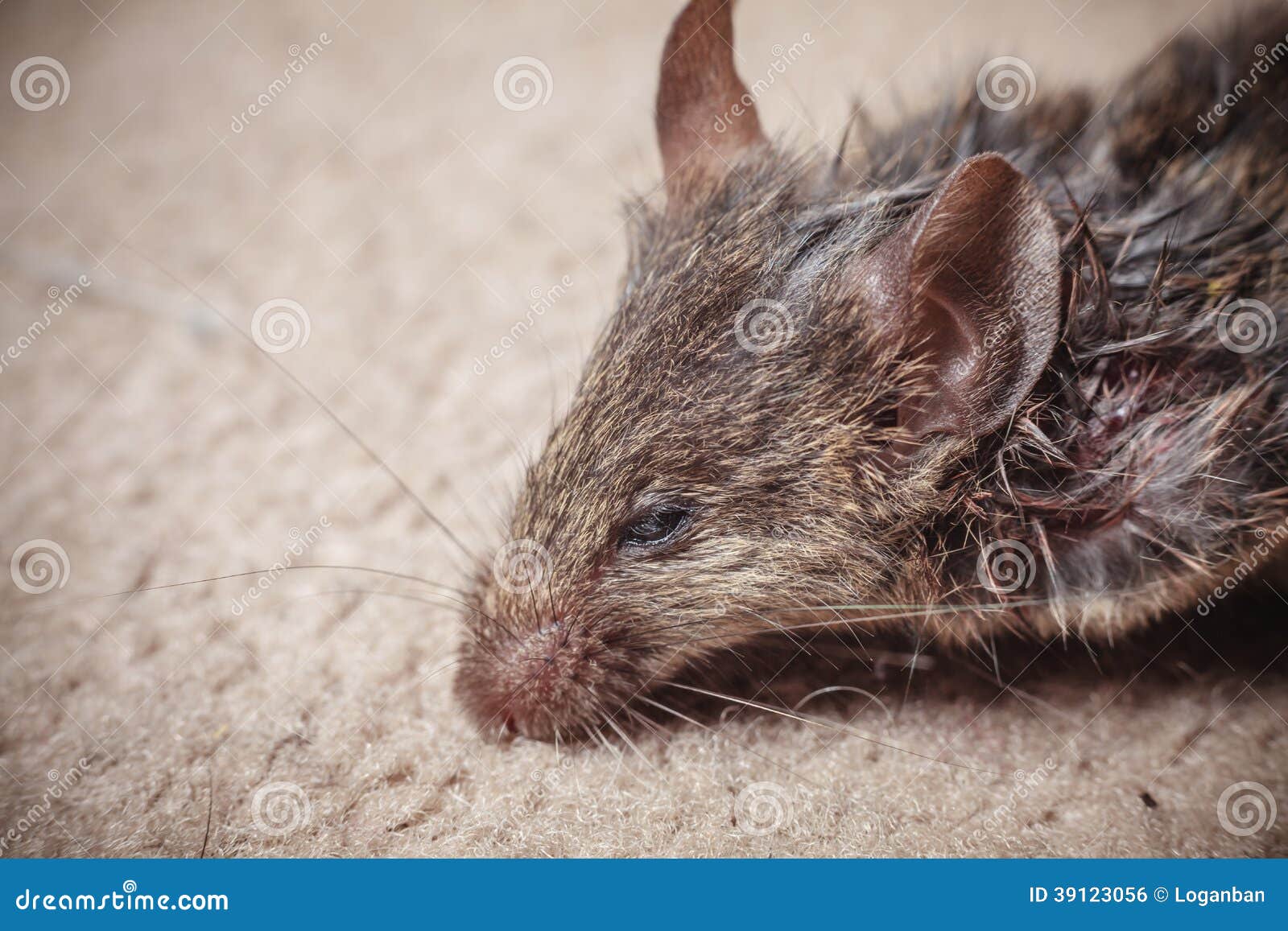 Dead mouse stock photo. Image of brown, small, carpet - 39123056